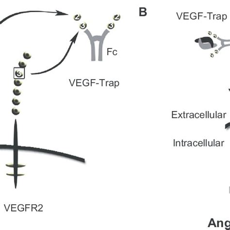 Schematic Of Vegf Trap Mode Of Action Vegf Trap Is A Fusion Protein
