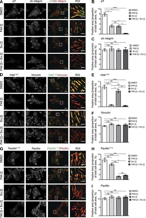 Effects Of Fak Src And Combined Fak And Src Inhibition On Iac Proteins