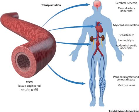 Human Vascular Tissue