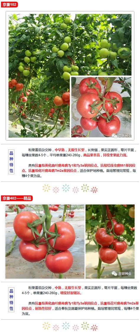 北京会展播京研茄果类精品推荐四 新品直播 京研益农北京种业科技有限公司
