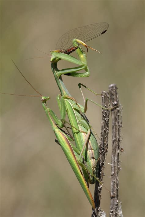 4 Reasons Why Female Praying Mantis Eat The Male