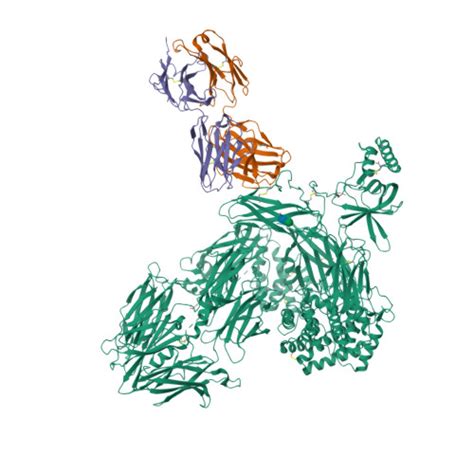 Rcsb Pdb 5i5k Structure Of Complement C5 In Complex With Eculizumab