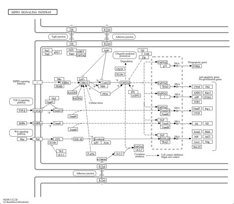 Kegg Pathway Hippo Signaling Pathway Reference Pathway