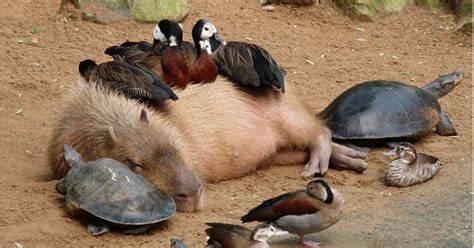 10 Amazing Facts About Capybara Southamericatravel