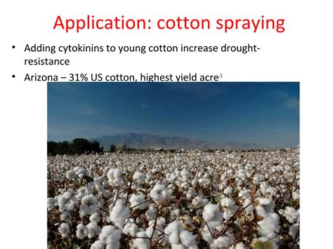 Lecture 5 Plant Hormones 2014 Ppt