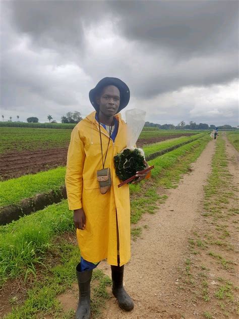 Foliar Tissue Analysis Is A Chemical Test That Determines Essential Or