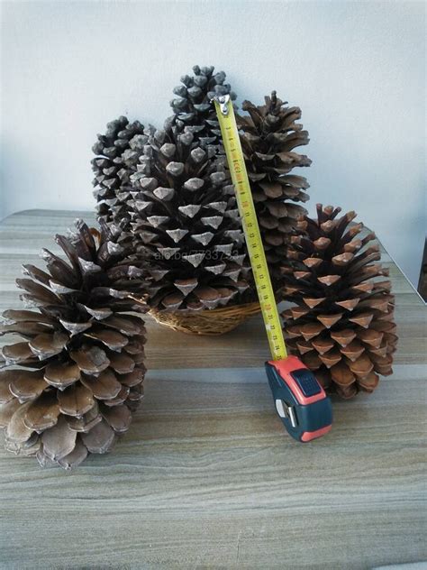 Шишарки за декорация Аксесоари Варна Продавам шишарки за декорация до 15см 1 лв