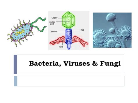 Fungi Bacteria And Viruses