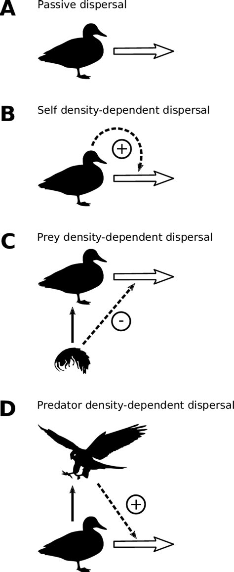 Different Forms Of Dispersal A Passive Dispersal Wherein Dispersal