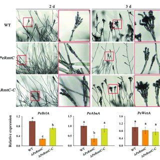 Effects Of PeRmtC On Conidiophore Development A Morphology