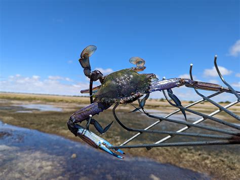 South Australia Blue Swimmer Crab Raking Catch And Cook Tour