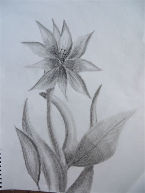 Flower Shading Drawing At Getdrawings Free Download