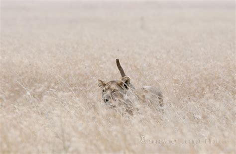 Lion In The Grass Shutterbug