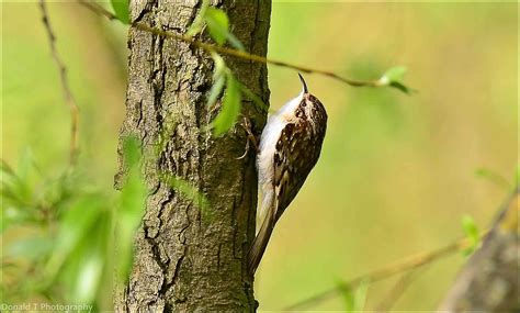 Treecreeper Birdforum