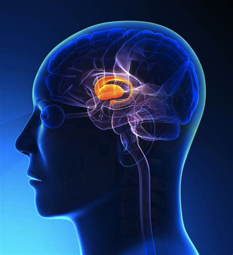 Thalamus Part Of The Brain What Is The Thalamus Yqaifk