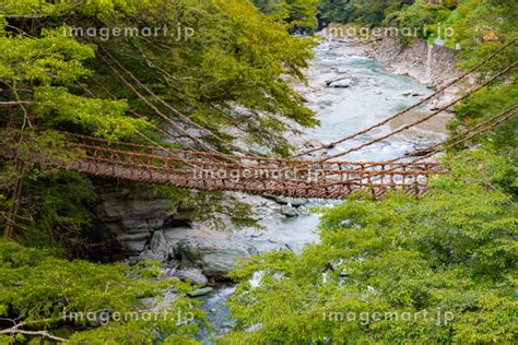 徳島県の観光地 祖谷のかずら橋の写真素材 202933704 イメージマート