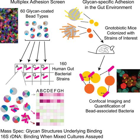 Strain Level Functional Variation In The Human Gut Microbiota Based On Bacterial Binding To