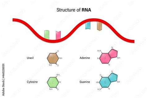 Structure Of Rna Ribonucleic Acid Nitrogenous Base And Sugar