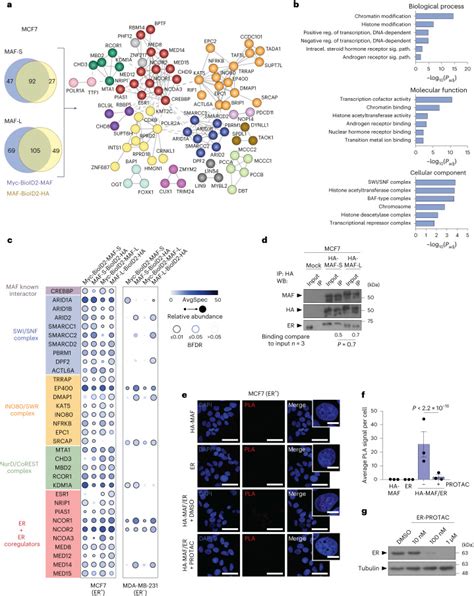 Myc Bioid2 Mcs Addgene Inc Bioz