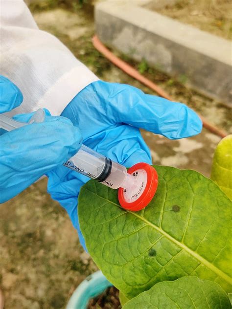 Sharjana Akter On Linkedin A Hypersensitive Response Hr Test Is Used To Identify Whether A Plant…