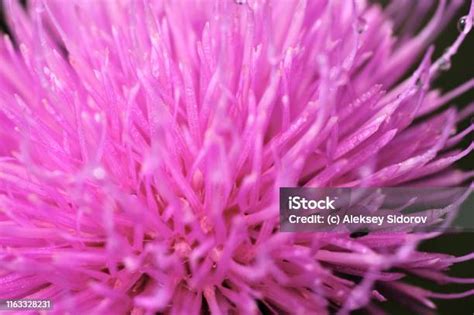 보라색 엉 겅 퀴의 아름 다운 꽃입니다 우엉의 분홍색 꽃 우엉 가시 꽃 클로즈업 꽃 엉 겅 퀴 또는 우유 엉 겅 퀴 초본 식물 우유 엉겅퀴 카르두우스 얕은 피사계 심도