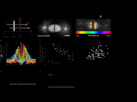 Fig S2 Analysis Of Laser Induced Microtubule Depolymerization A