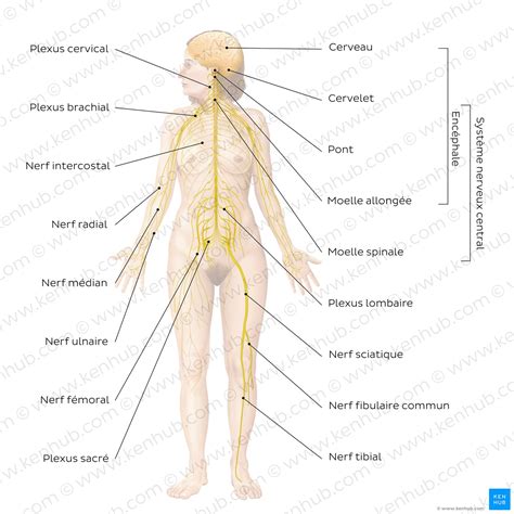 Systèmes Et Appareils Du Corps Humain Anatomie Kenhub