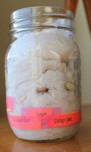 Seed Germination Experiment The Results How Wee Learn