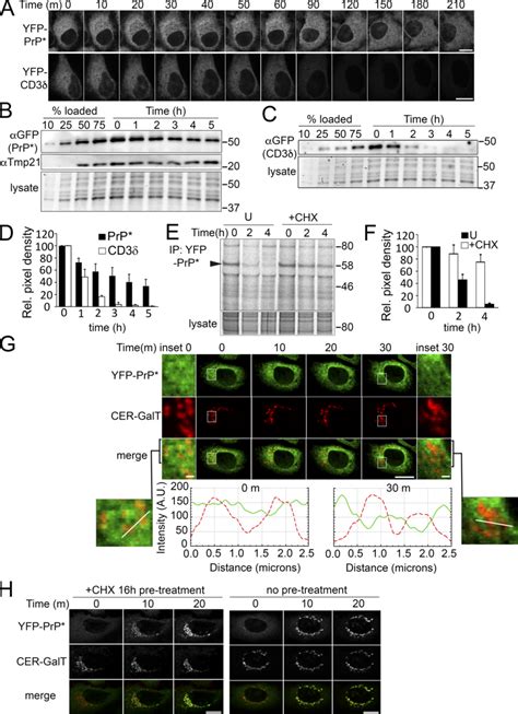 Cycloheximide Inhibits Steady State ER Export And Degradation Of