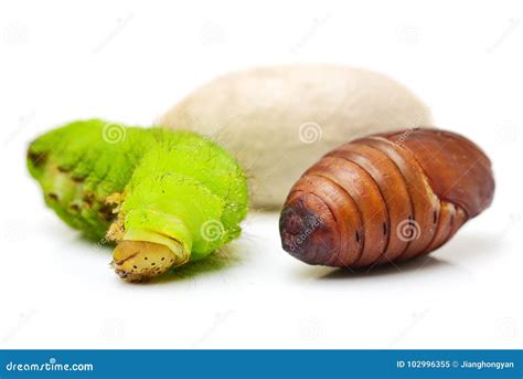 Silk Worm Life Cycle