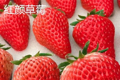 草莓的常见品种，常见的有章姬、佐贺清香、枥乙女等 新三农