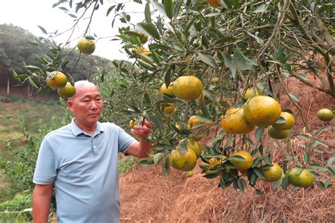 乡村振兴丨广西浦北：小柑果带动大产业陈皮果皮村民