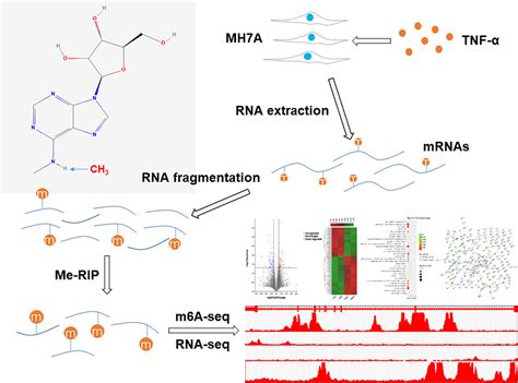 transcriptome wide high throughput m6a sequencing of differential m6a jir