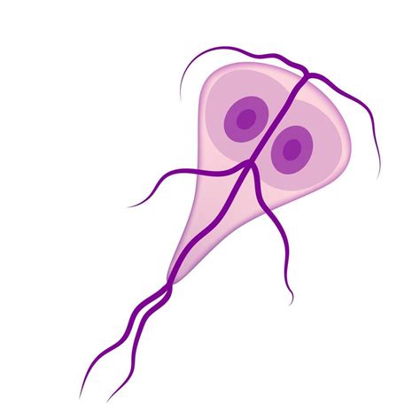 Giardia Lamblia Trophozoite Showing Internal Structure Flagella And