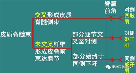 皮质核束 皮质脊髓束传导示意图 皮质脊髓束 大山谷图库
