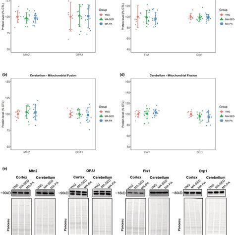 Markers Of Mitochondrial Biogenesis And Mitophagy Markers Of