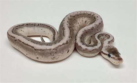 Vpi Axanthic Dragonfly Ball Python By Bhb Reptiles Morphmarket