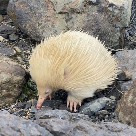 Echidna Egg Hatching