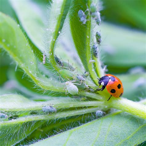 How To Use Natural Predators For Garden Pests And