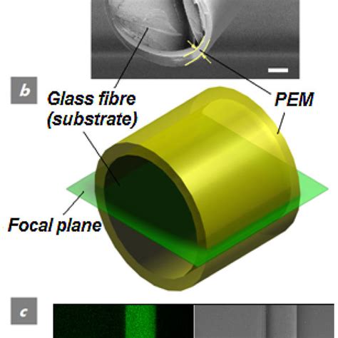 A Sem Image Of The Pem Coated Microfibre The Scale Bar Is 20 M B