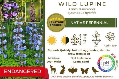 Wild Lupine Lupinus Perennis Subsp Perennis Nativeontarioplants