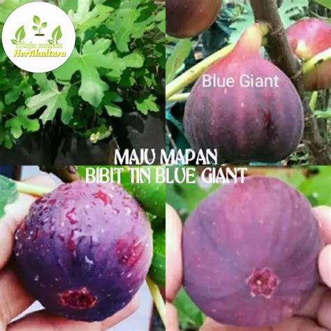 Jual Bibit Tin Blue Giant Super Asli Cangkok Shopee Indonesia