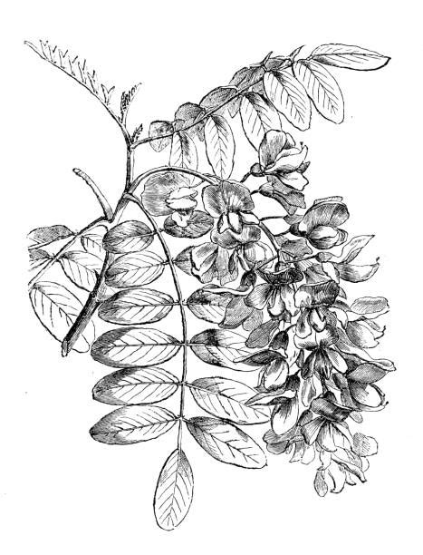 Best Wattle Illustrations Royalty Free Vector Graphics And Clip Art Istock