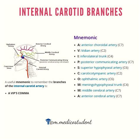 Branches Of Internal Carotid Artery