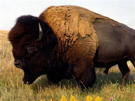 QQ Wallpapers American Buffalo