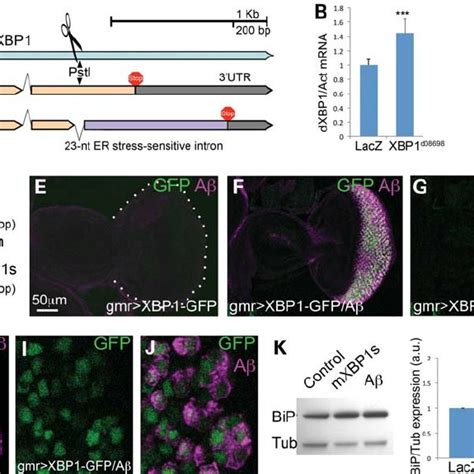 Unconventional Splicing Of Xbp1 A Genomic Map Of The Xbp1 Locus In