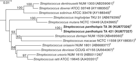 Phylogenetic Tree Of Members Of The Genus Streptococcus Inferred From Download Scientific