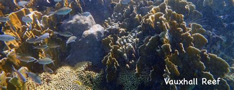 Sargassum Barbados Fringing Reefs And Seagrass Beds