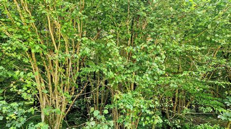 A Touch Of The Woods Using Hazel Sticks For Your Curtains — Veranda Vikings