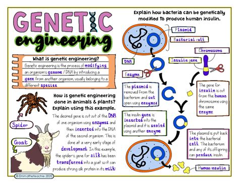 Genetic Engineering Sketch Notes Key © Emmatheteachie 2020 Wha S G N
